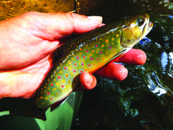 PA Council of Trout Unlimited - To conserve, protect, restore, and ...